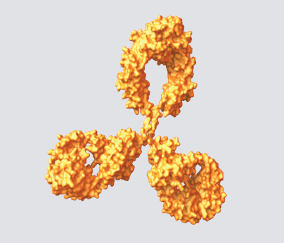 RITUXAN HYCELA® (rituximab/hyaluronidase human) Proposed MOA